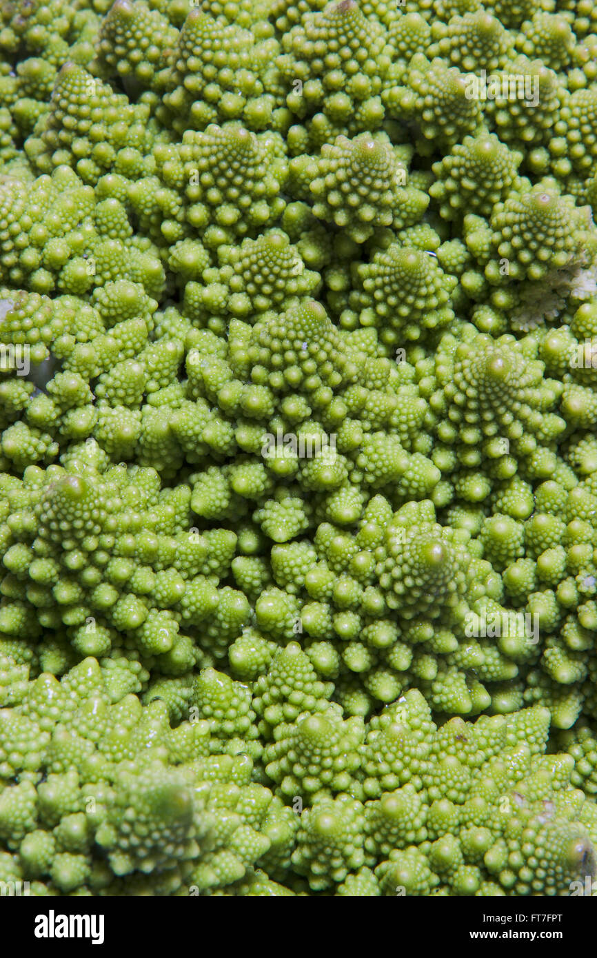 Green cauliflower (Brassica oleracea) known as Romanesco broccoli ...