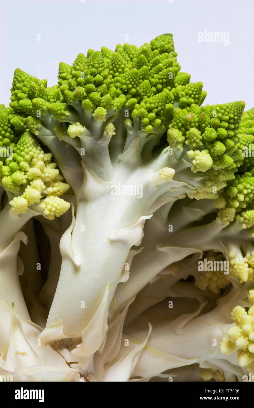Green cauliflower (Brassica oleracea) known as Romanesco broccoli ...