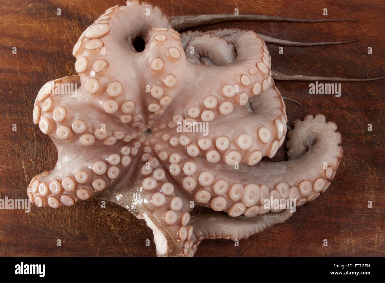 An octopus on a wooden cutting board Stock Photo - Alamy