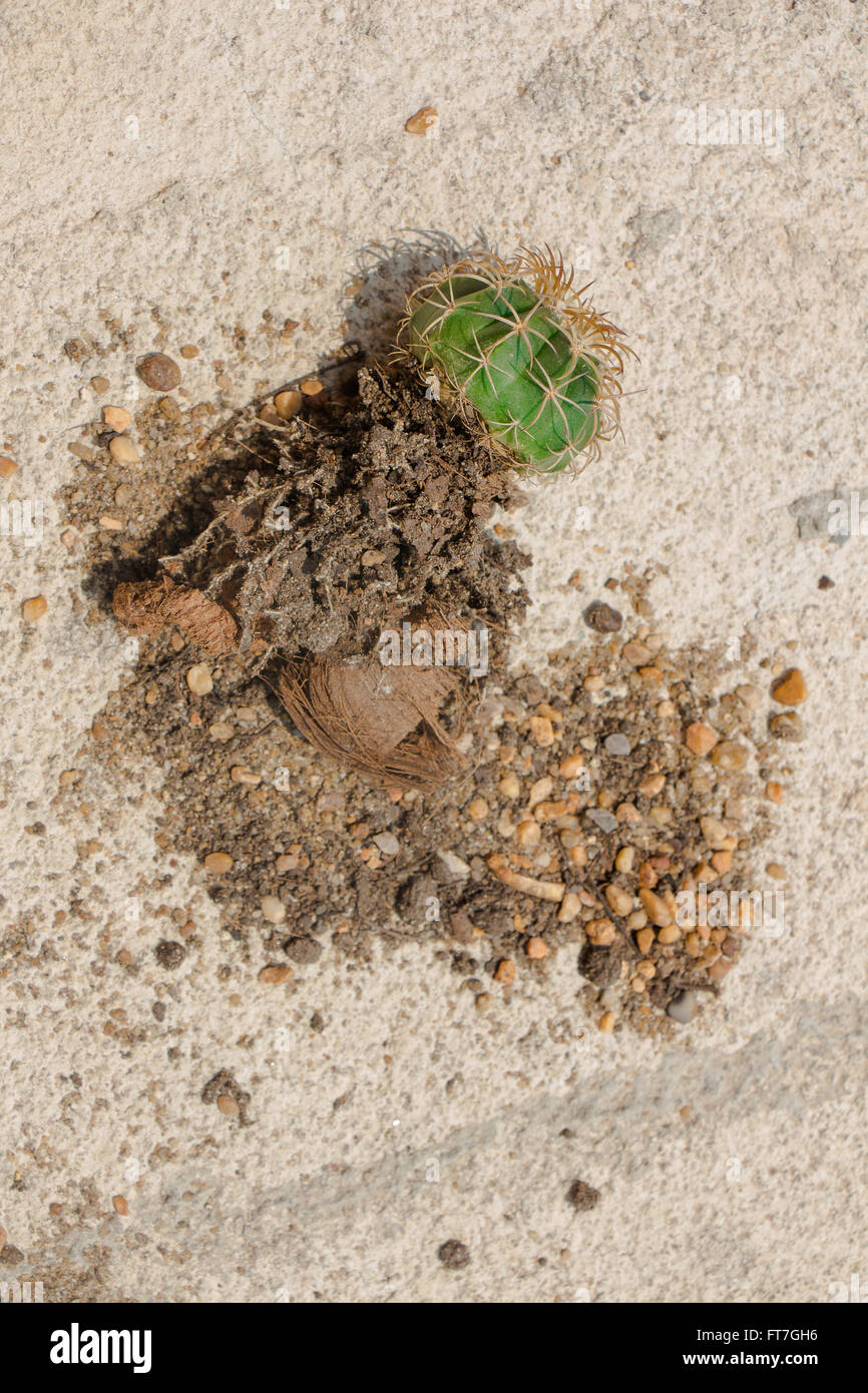 Broken cactus hi-res stock photography and images - Alamy