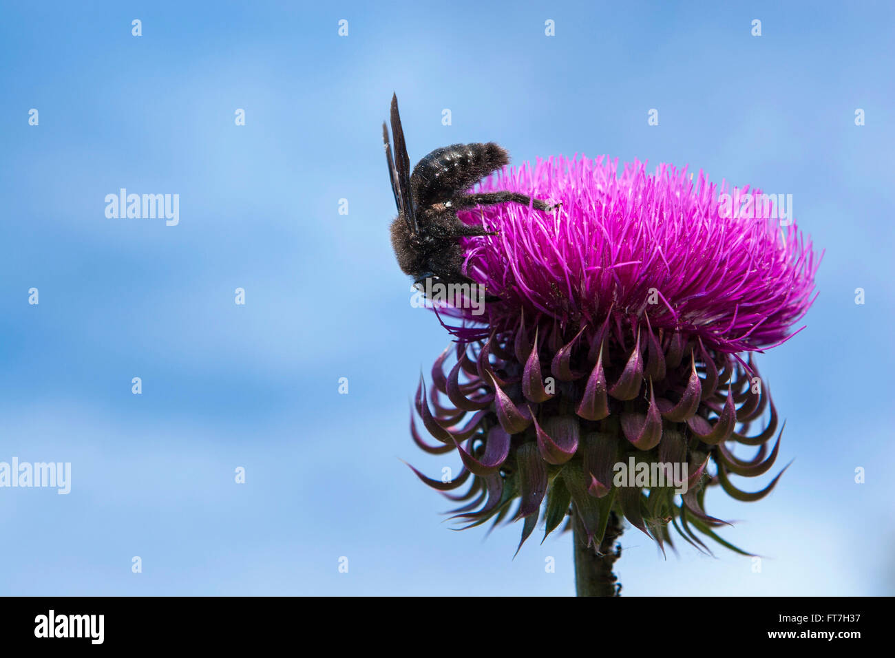 Insect on musk thistle hi-res stock photography and images - Alamy