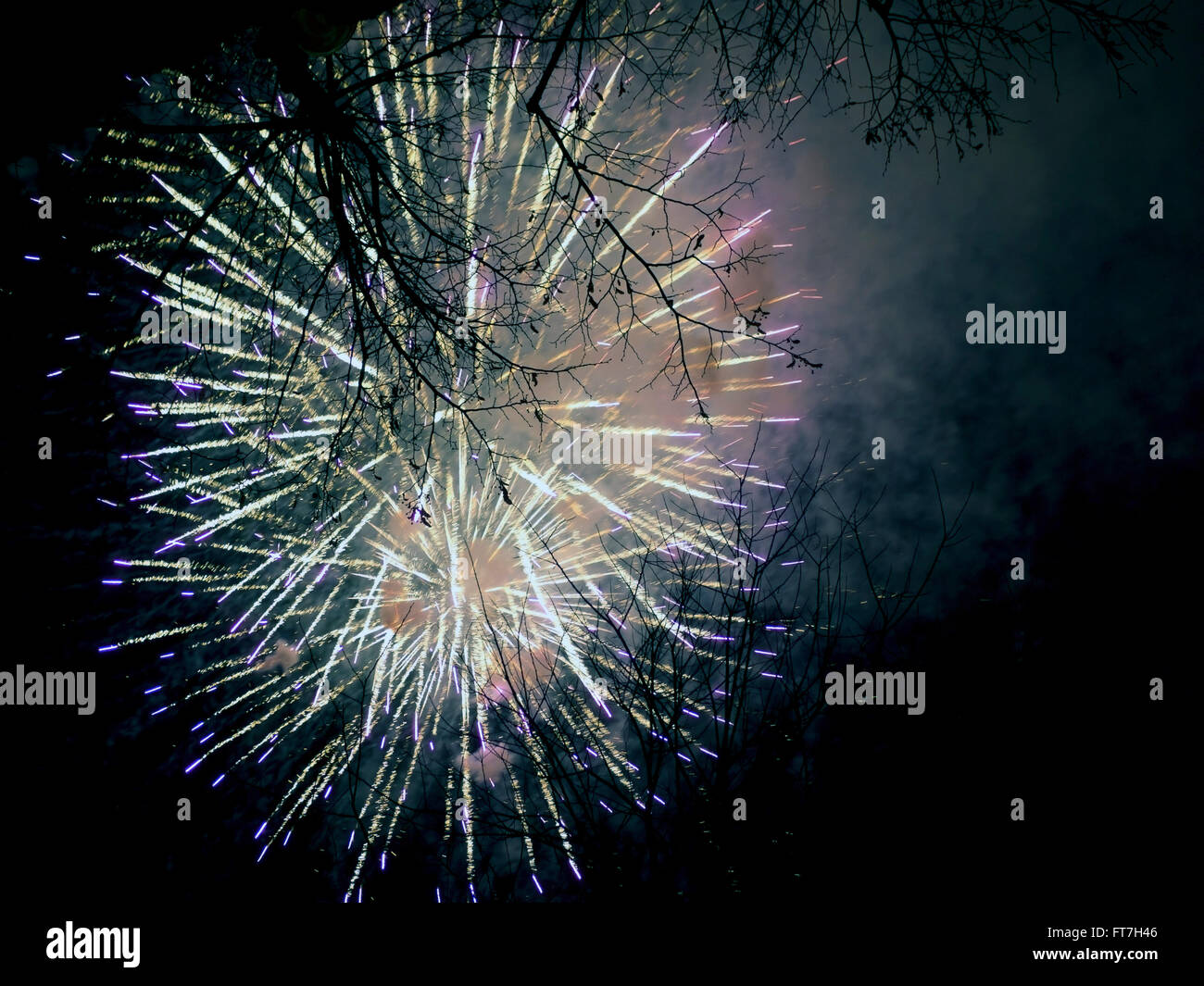 firework and tree Stock Photo - Alamy