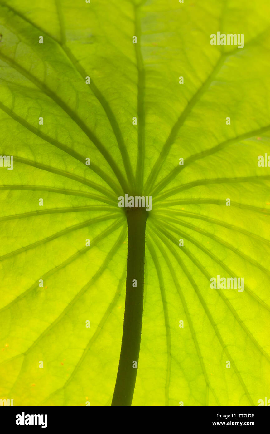 Large leaf underside Stock Photo - Alamy