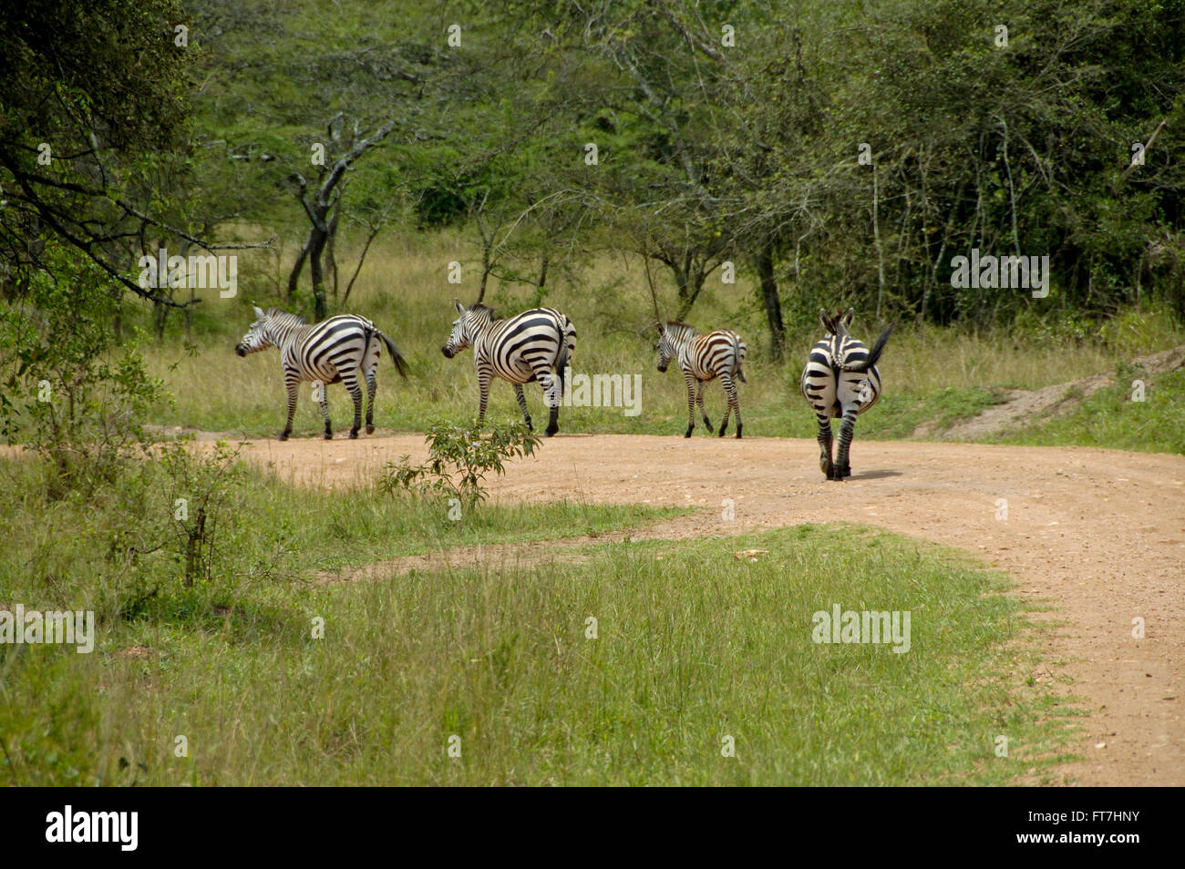 Zebra In Lake Mburo National Parc, Uganda Stock Photo - Alamy