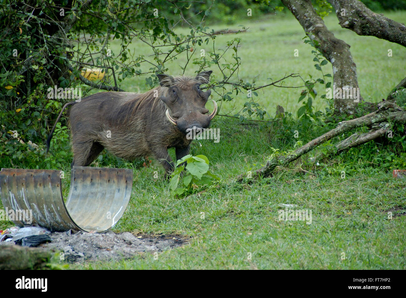 Wild pigs at Lake Mburo National parc Uganda Stock Photo - Alamy
