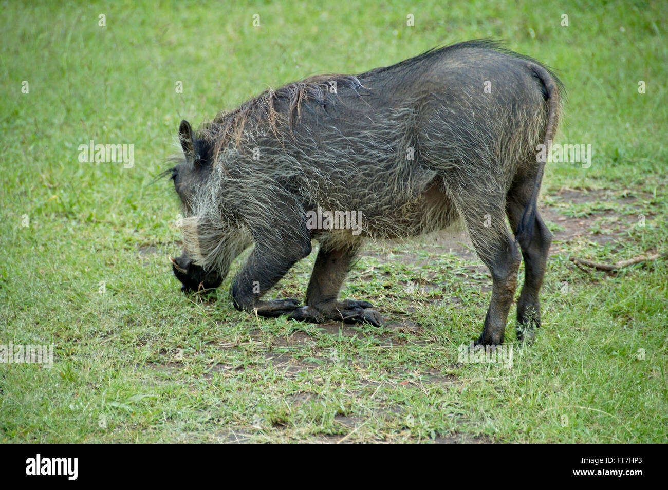 Wild pigs at Lake Mburo National parc Uganda Stock Photo - Alamy