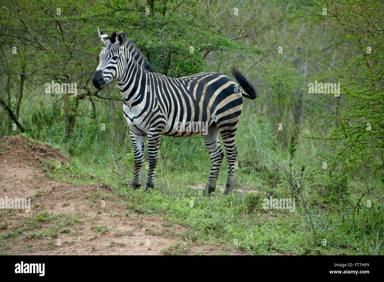 Zebra In Lake Mburo National Parc, Uganda Stock Photo - Alamy