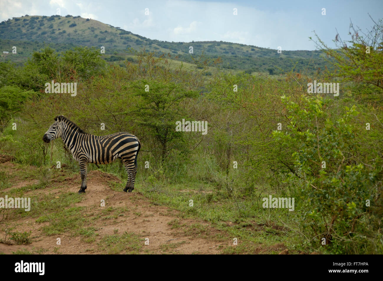 Zebra In Lake Mburo National Parc, Uganda Stock Photo - Alamy
