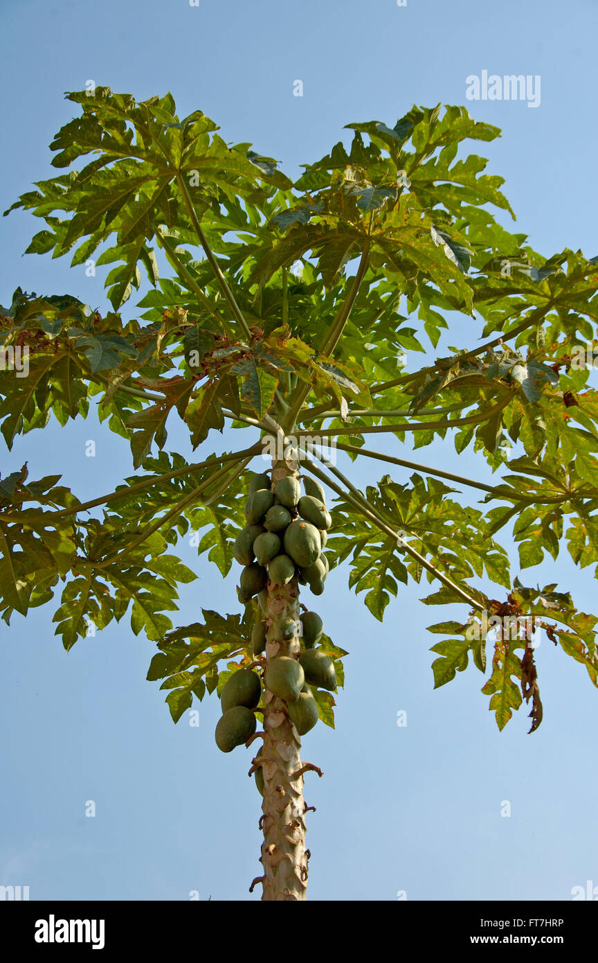 Carica papaya tree, Africa Stock Photo - Alamy