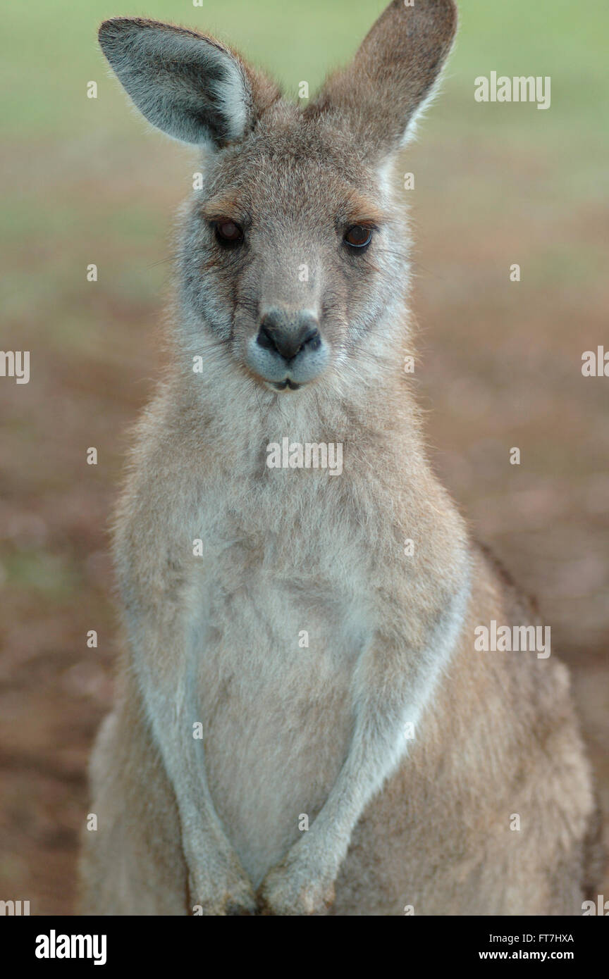 Kangaroo , Tasmania Stock Photo - Alamy