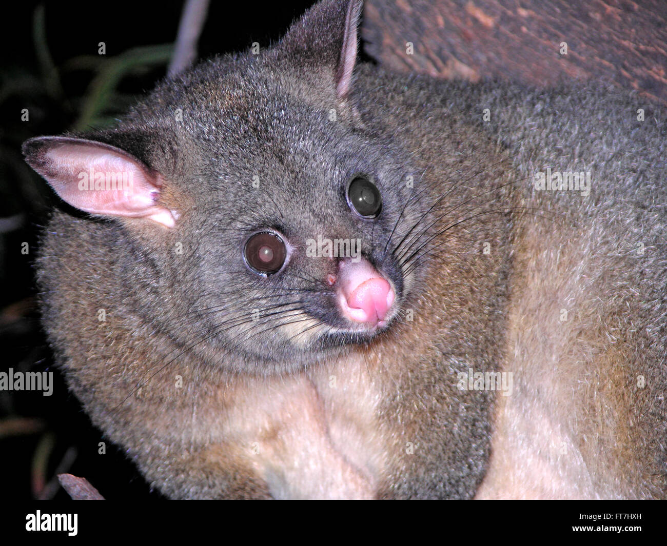 possum spotted at night tour Stock Photo - Alamy