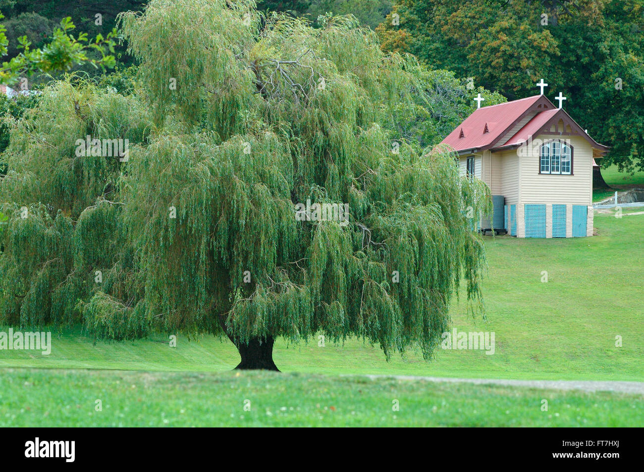 Old willow tree at Port Arthur Tasmania Stock Photo - Alamy