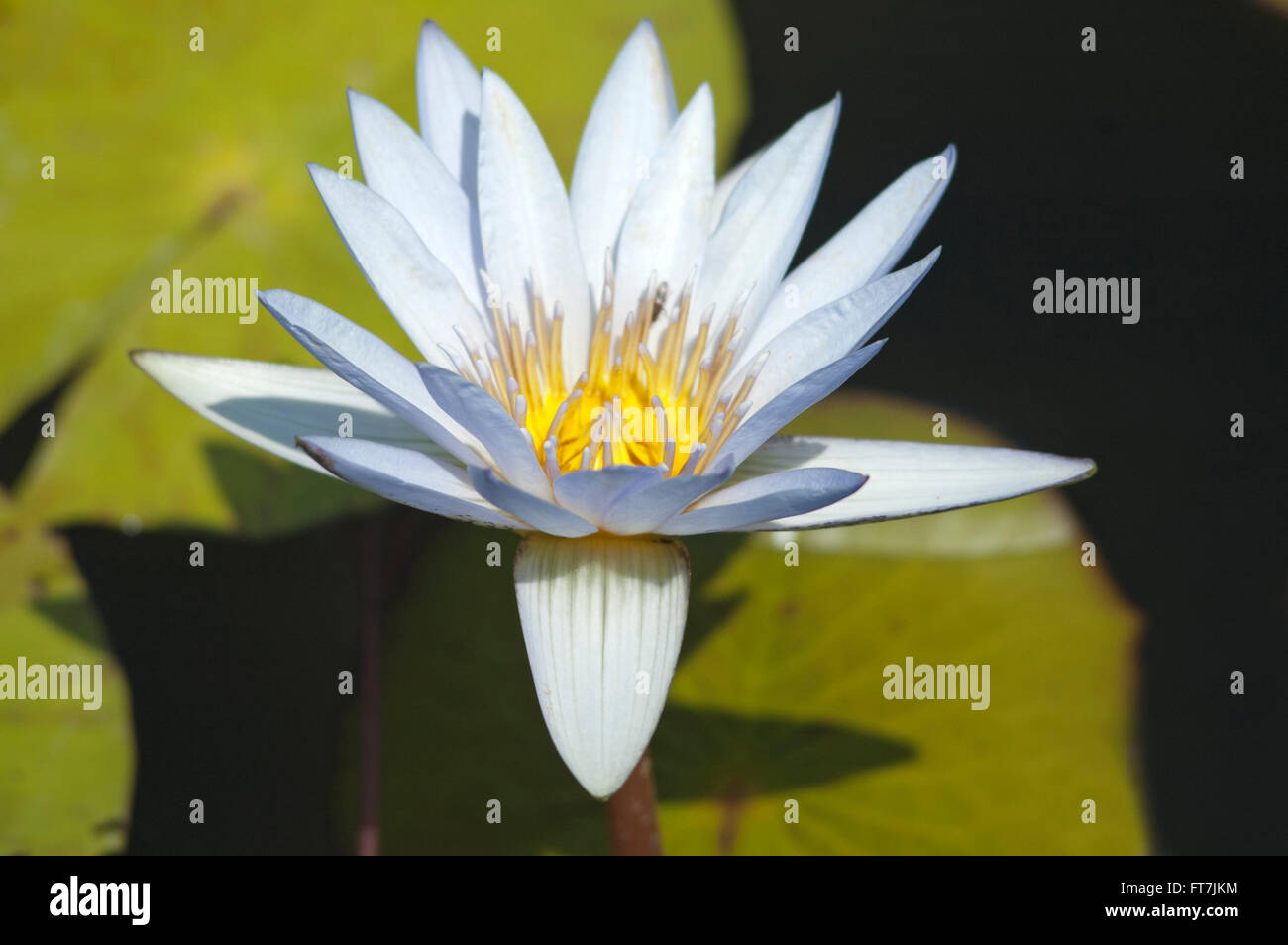 beautiful water lily floating in a pond Stock Photo - Alamy