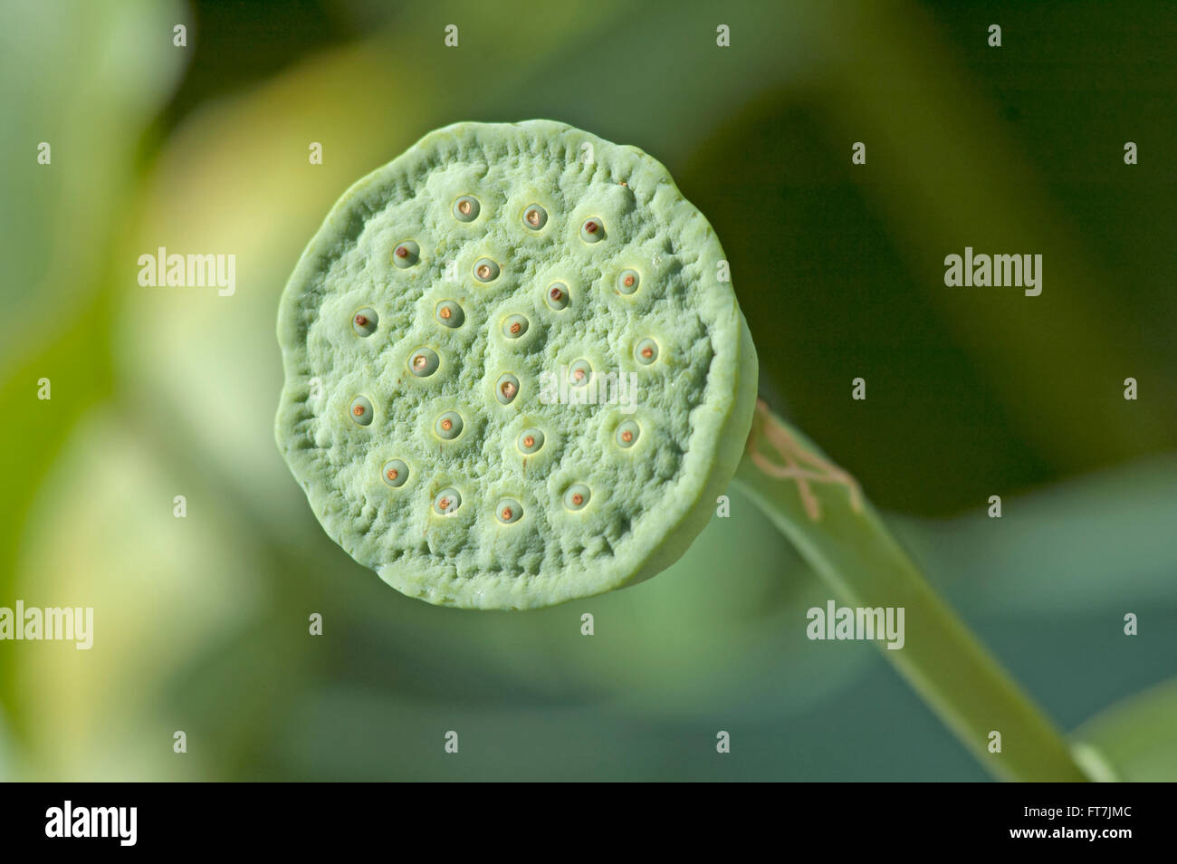 beautiful water lily floating in a pond Stock Photo - Alamy
