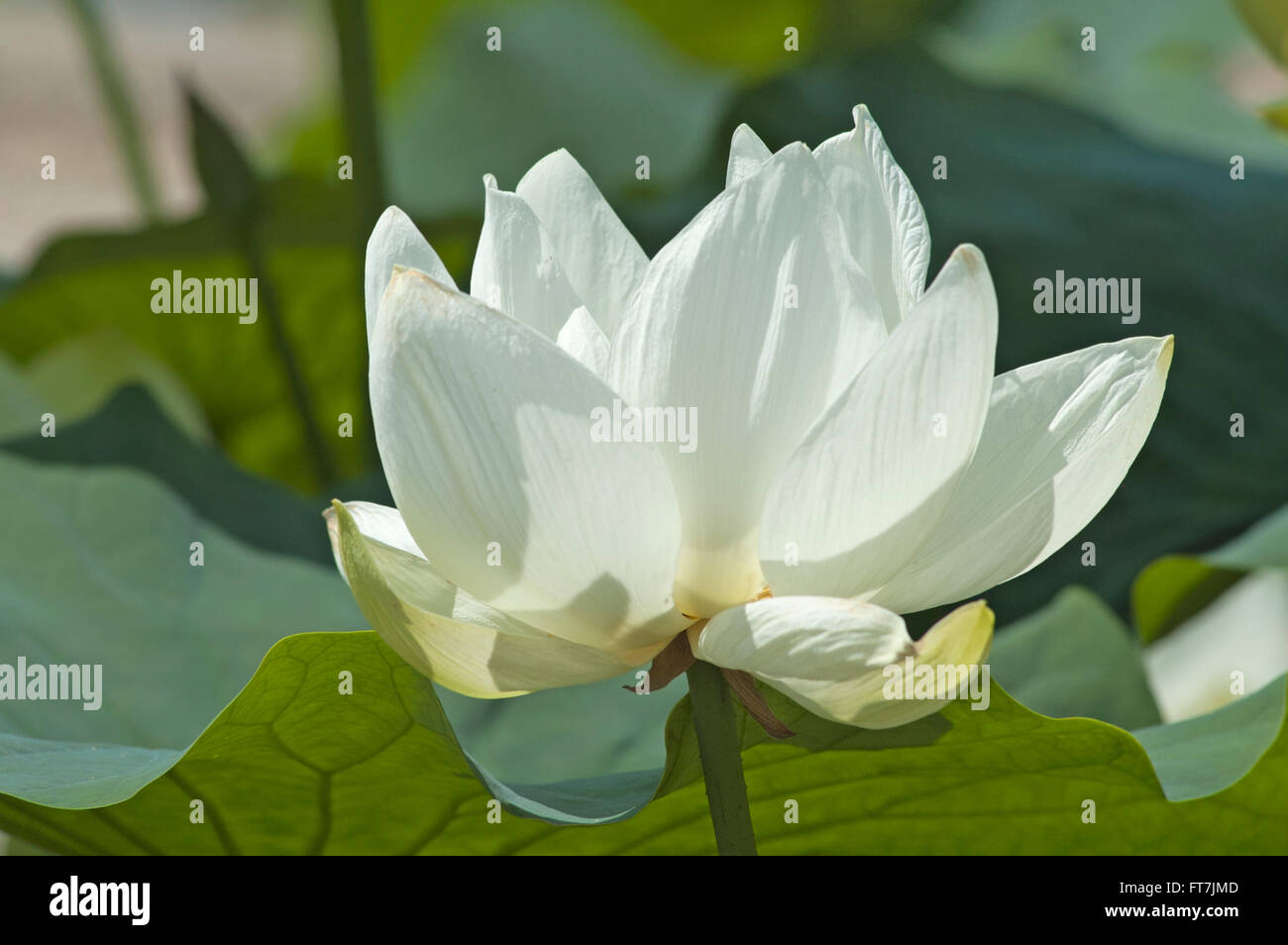 beautiful water lily floating in a pond Stock Photo - Alamy
