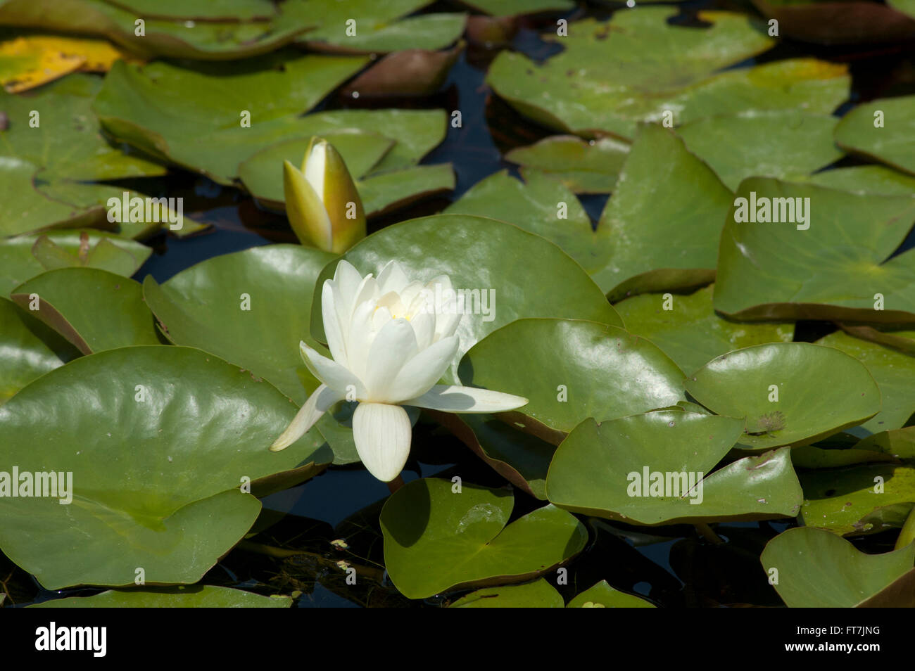 beautiful water lily floating in a pond Stock Photo - Alamy