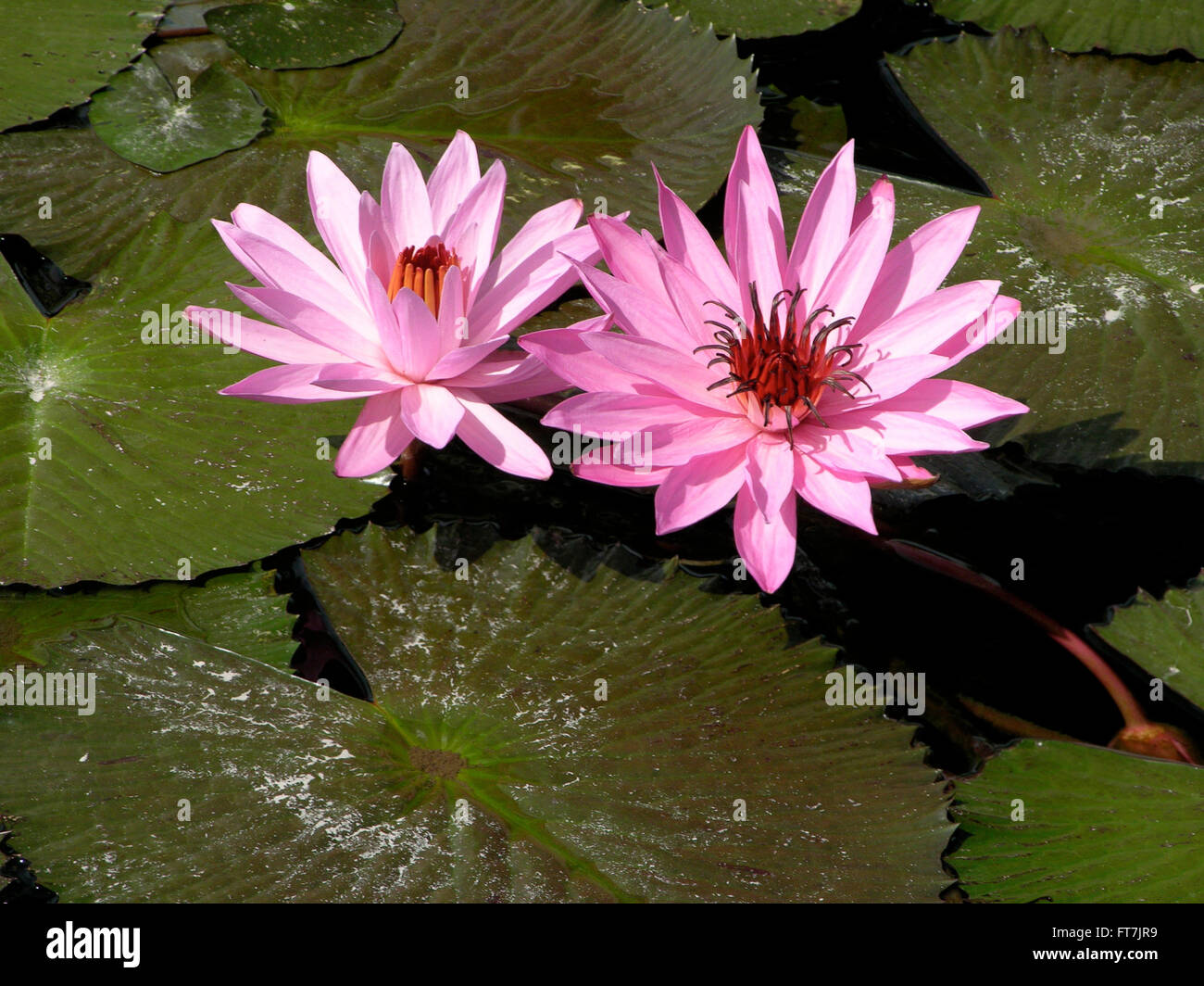 beautiful water lily floating in a pond Stock Photo - Alamy