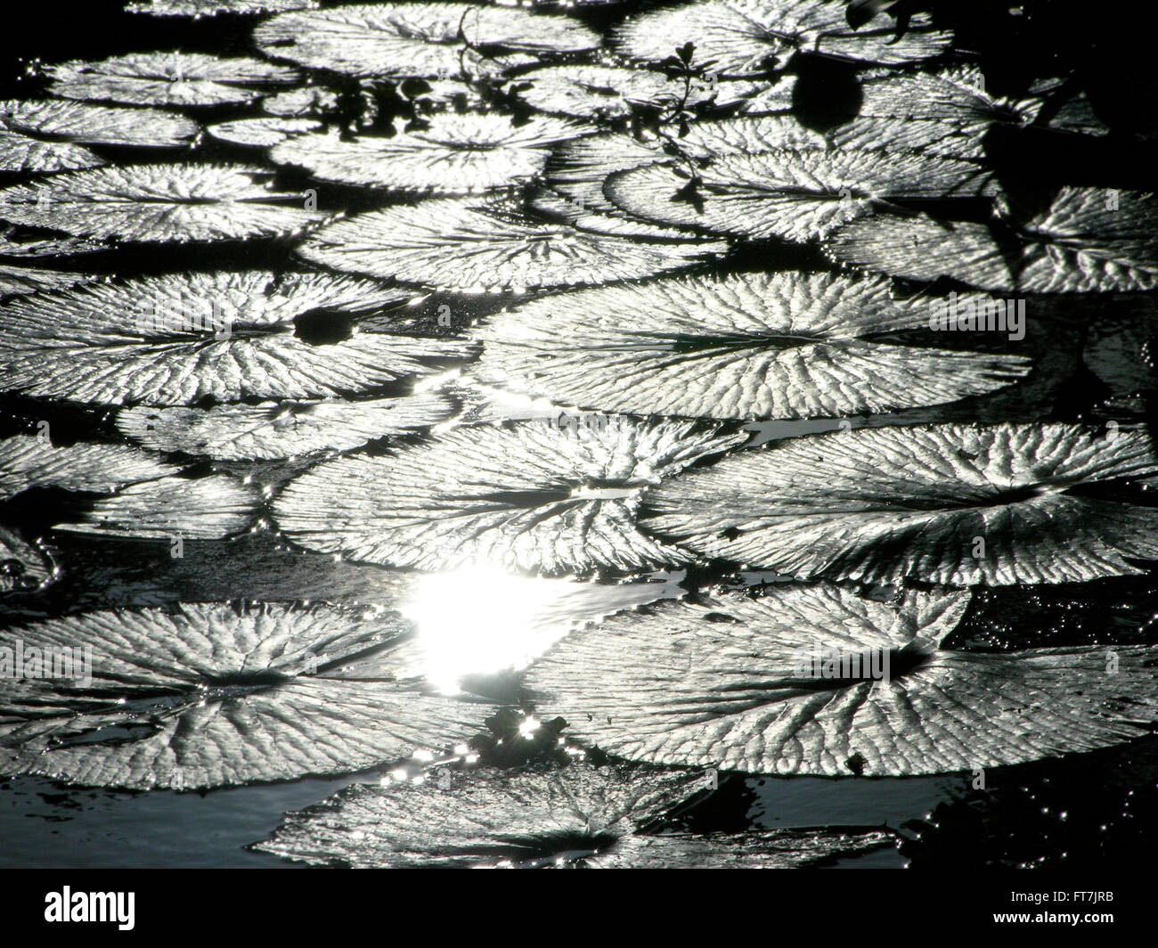 beautiful water lily floating in a pond Stock Photo - Alamy