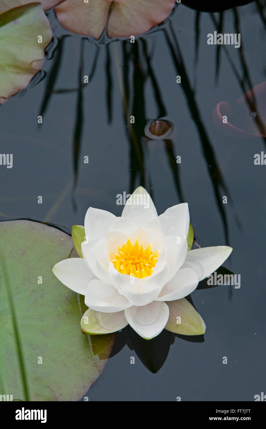 beautiful water lily floating in a pond Stock Photo - Alamy