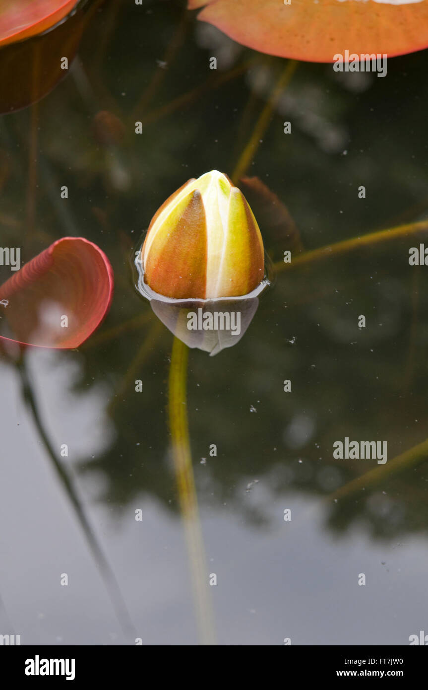 beautiful water lily floating in a pond Stock Photo - Alamy