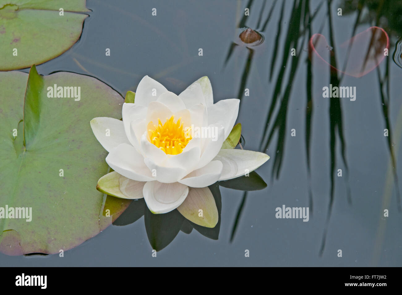beautiful water lily floating in a pond Stock Photo - Alamy