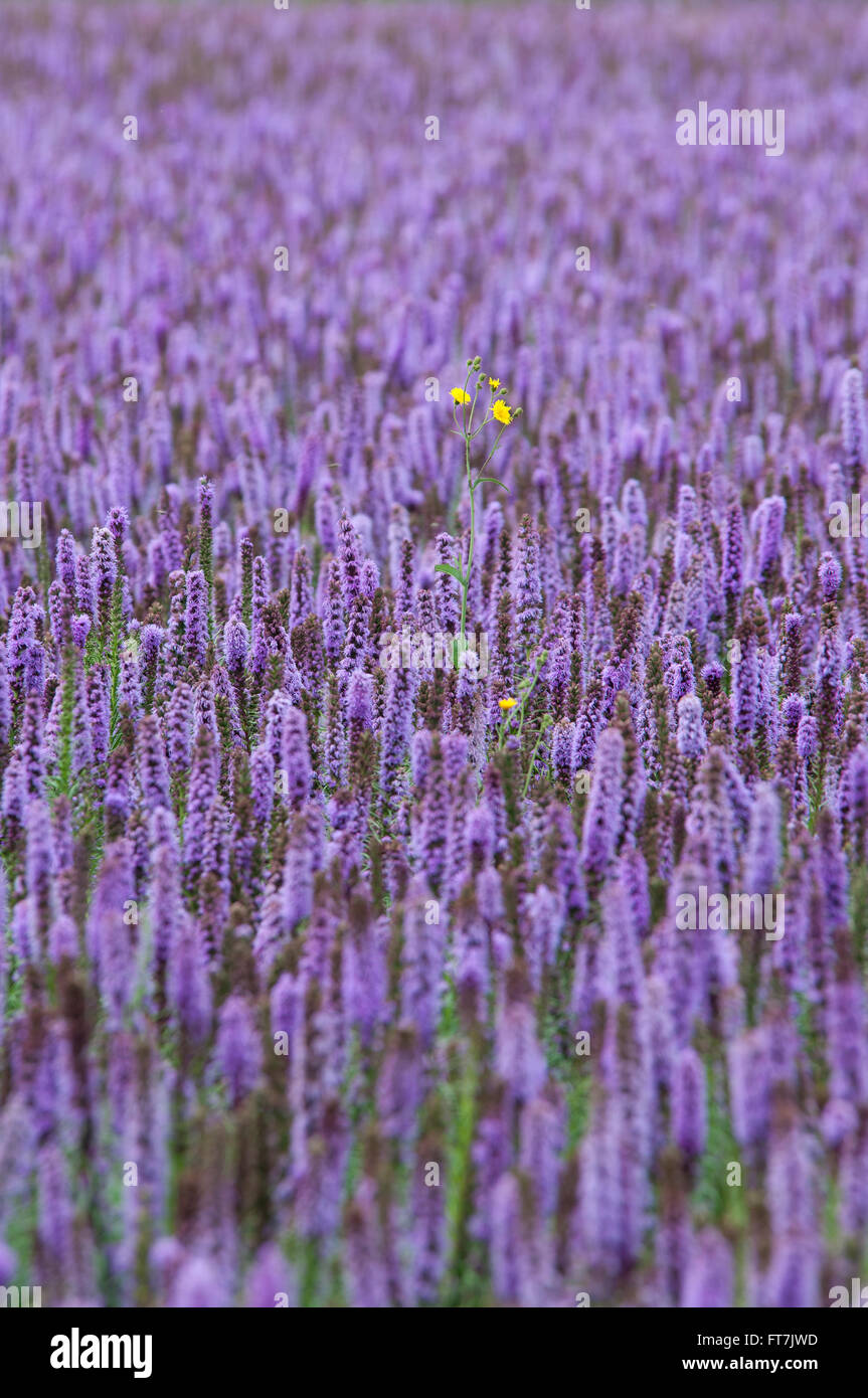 beautiful purple field of Agastache with one yellow flower Stock Photo ...