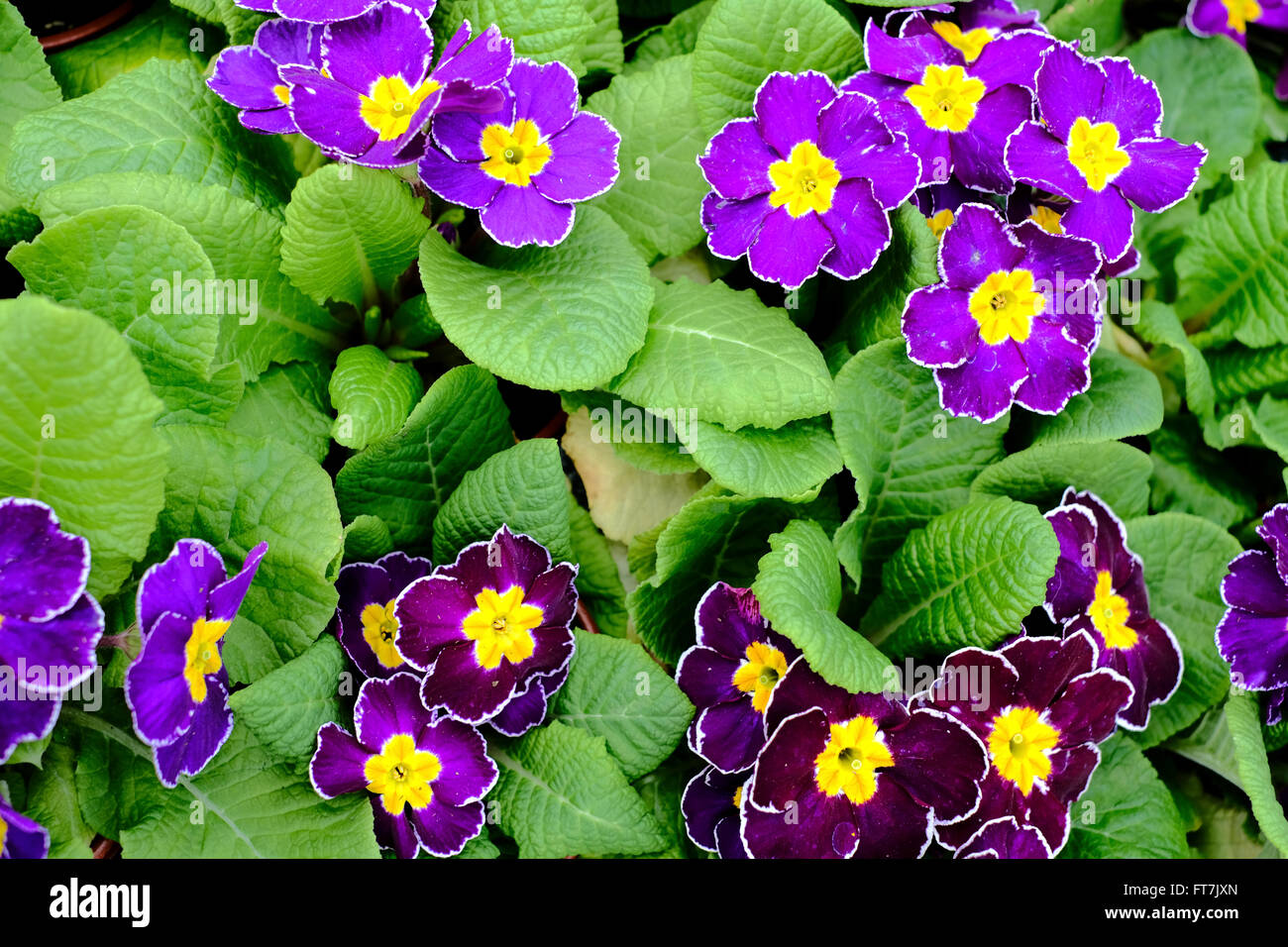 Multi coloured primroses hi-res stock photography and images - Alamy