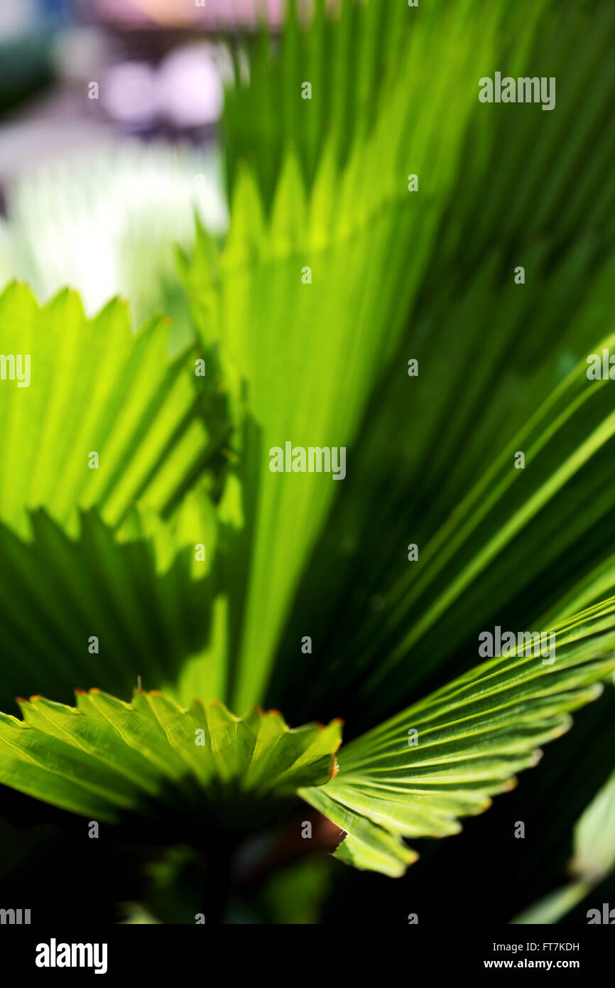 composition in photography, element design photo, line, diagonal ...