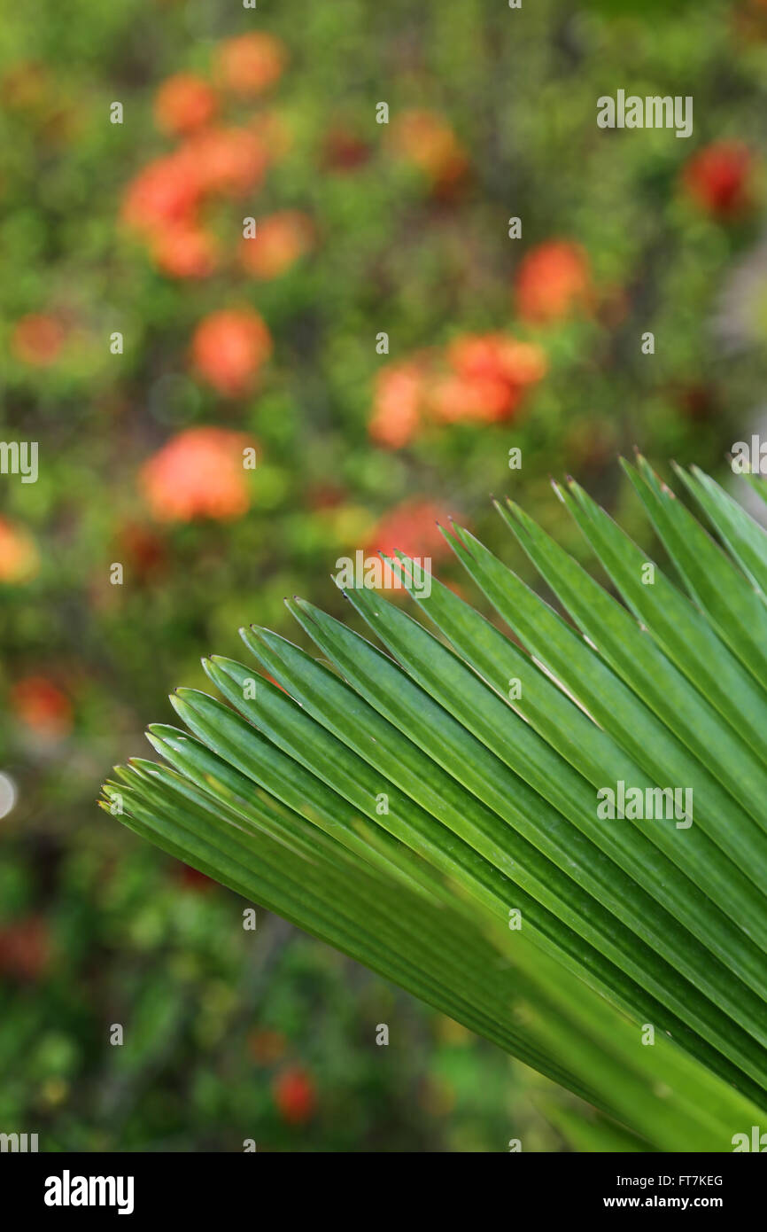 composition in photography, element design photo, line, diagonal ...