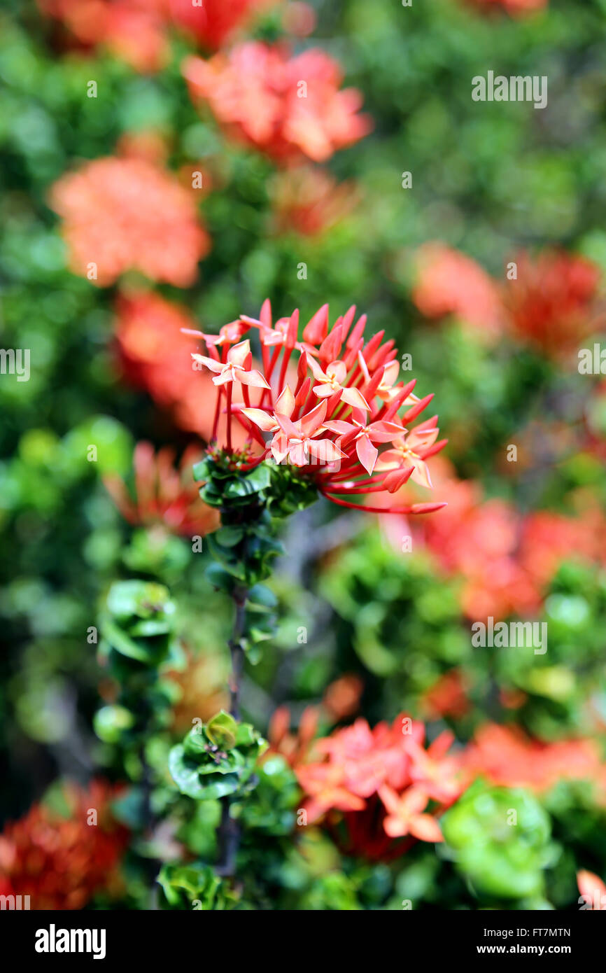 Ashoka tree flower hi-res stock photography and images - Alamy