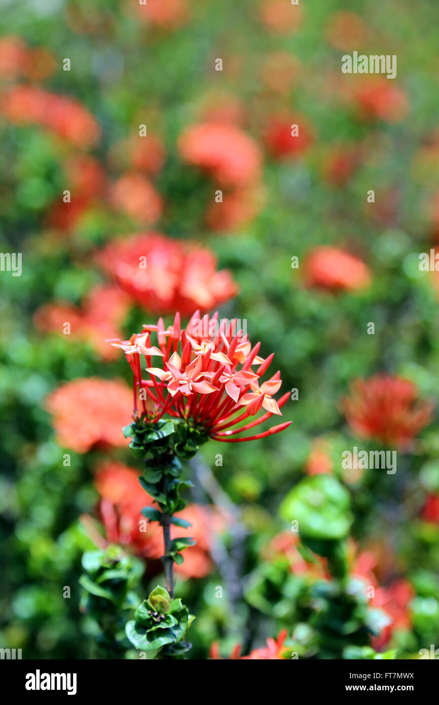 Ashoka tree flower hi-res stock photography and images - Alamy