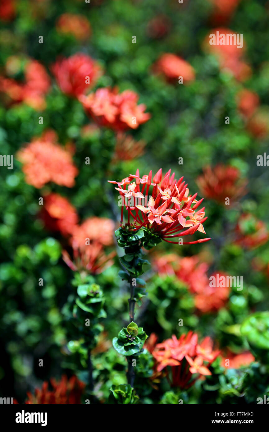 Ashoka tree flower hi-res stock photography and images - Alamy