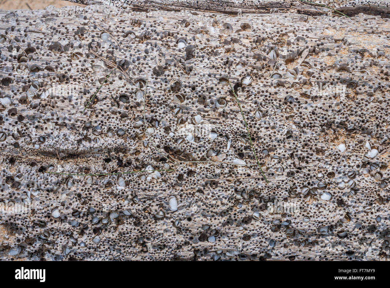 Shell encrusted driftwood coughed up by the ocean's depths Stock Photo ...
