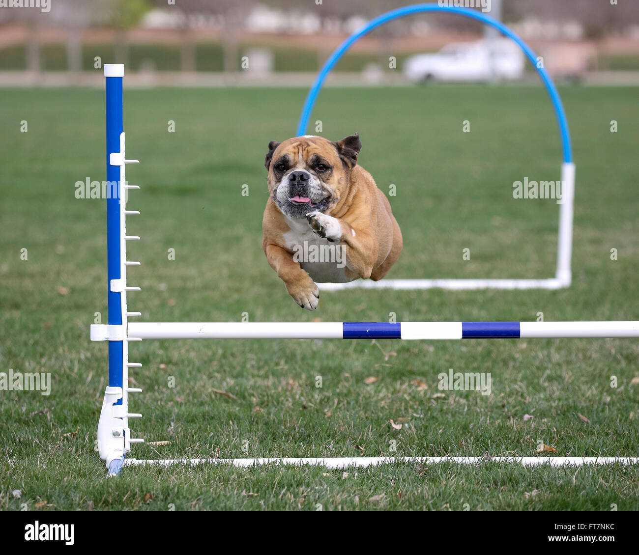Bulldog jump hi-res stock photography and images - Alamy