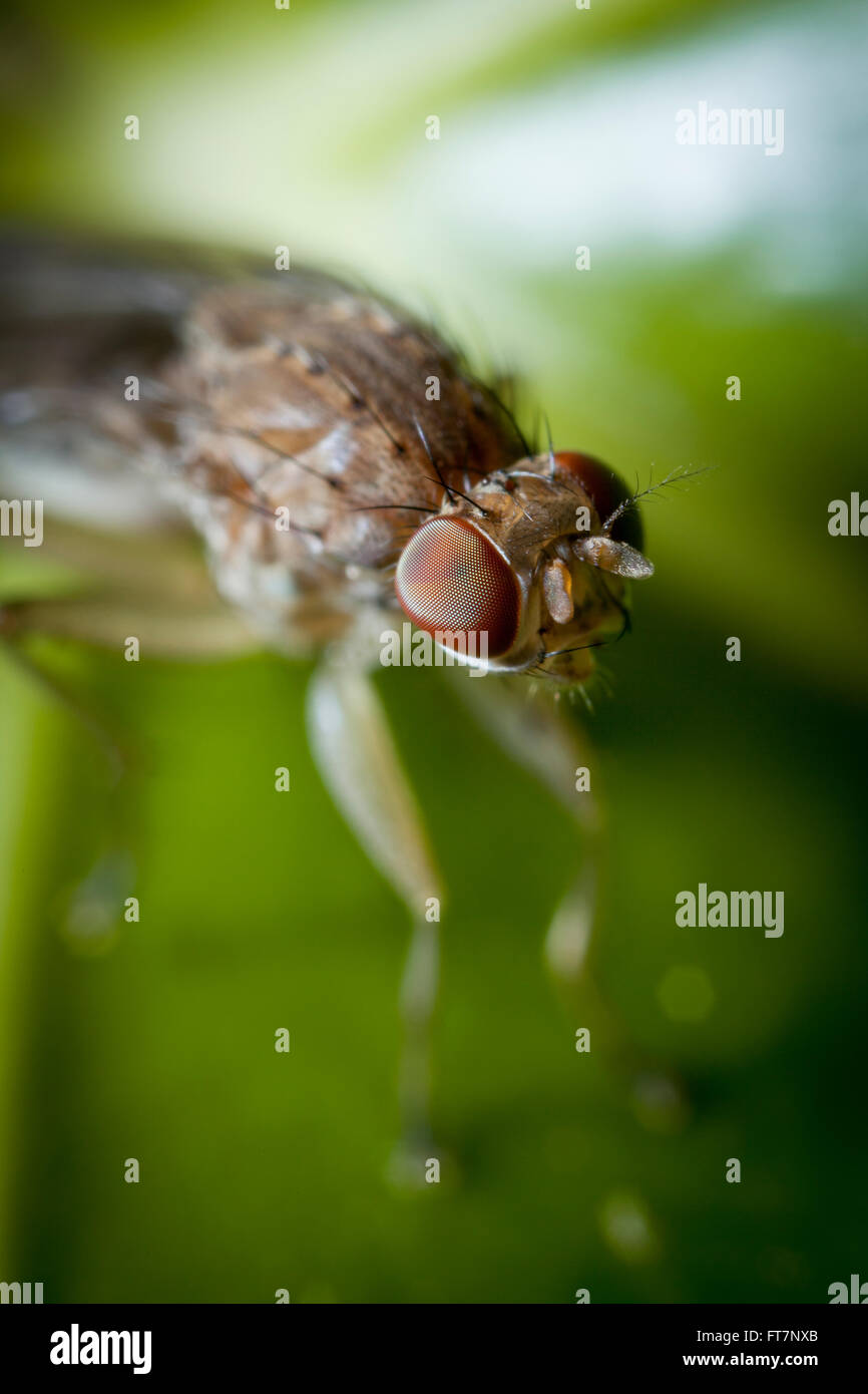 Insect fly head hi-res stock photography and images - Alamy