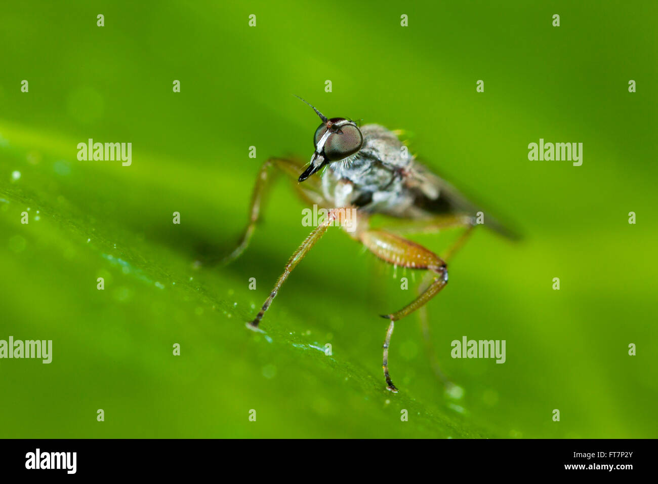 Asilidae hi-res stock photography and images - Alamy