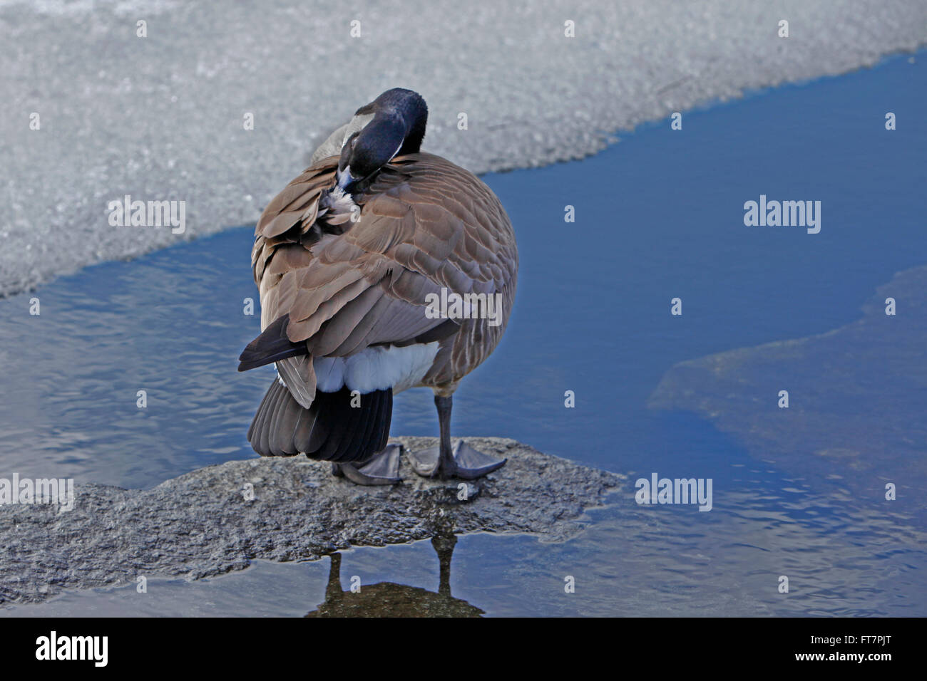 Canadian geese preening in the melting snow and ice Stock Photo - Alamy