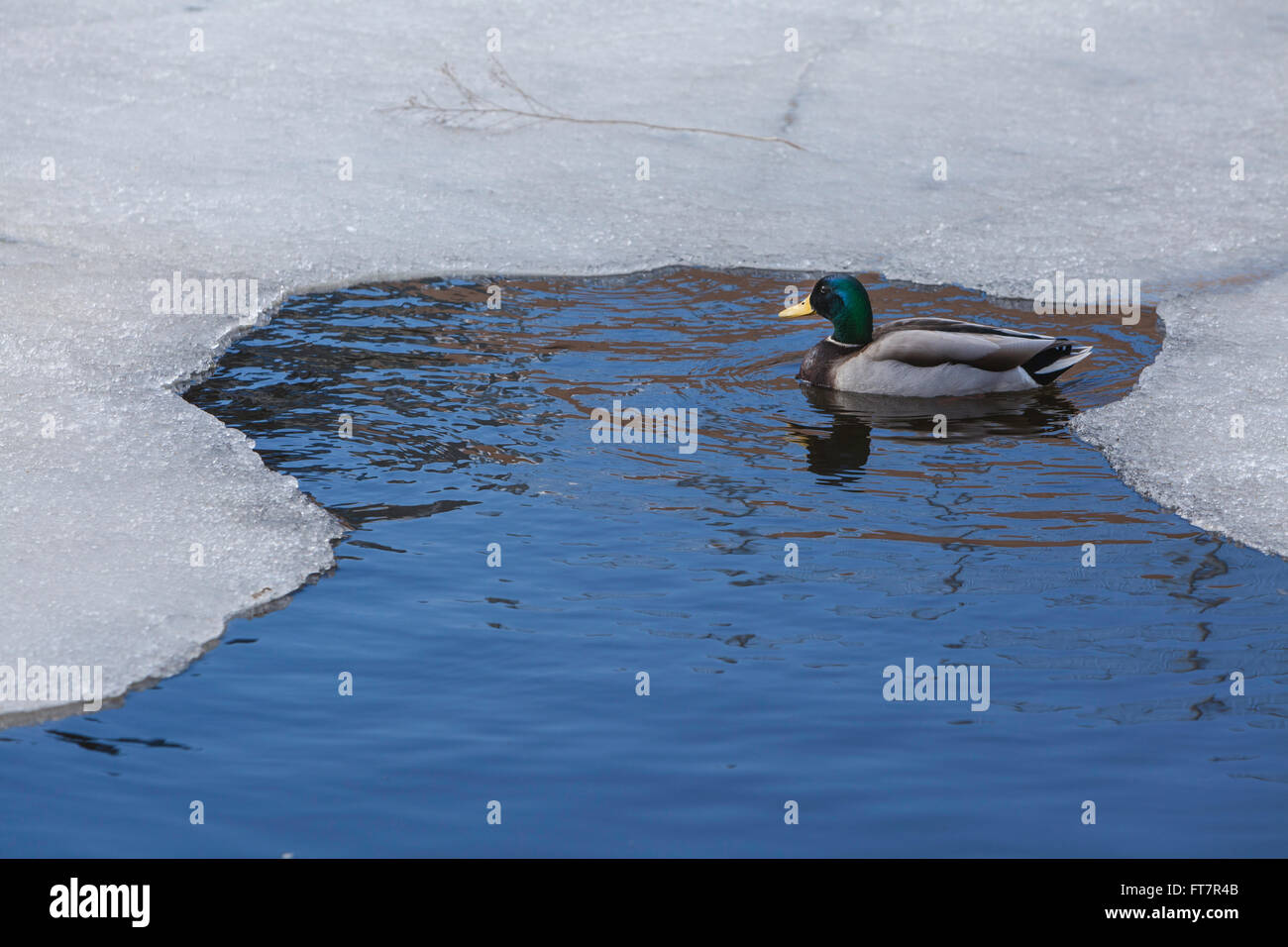 Canadian duck in the melting snow and ice Stock Photo - Alamy