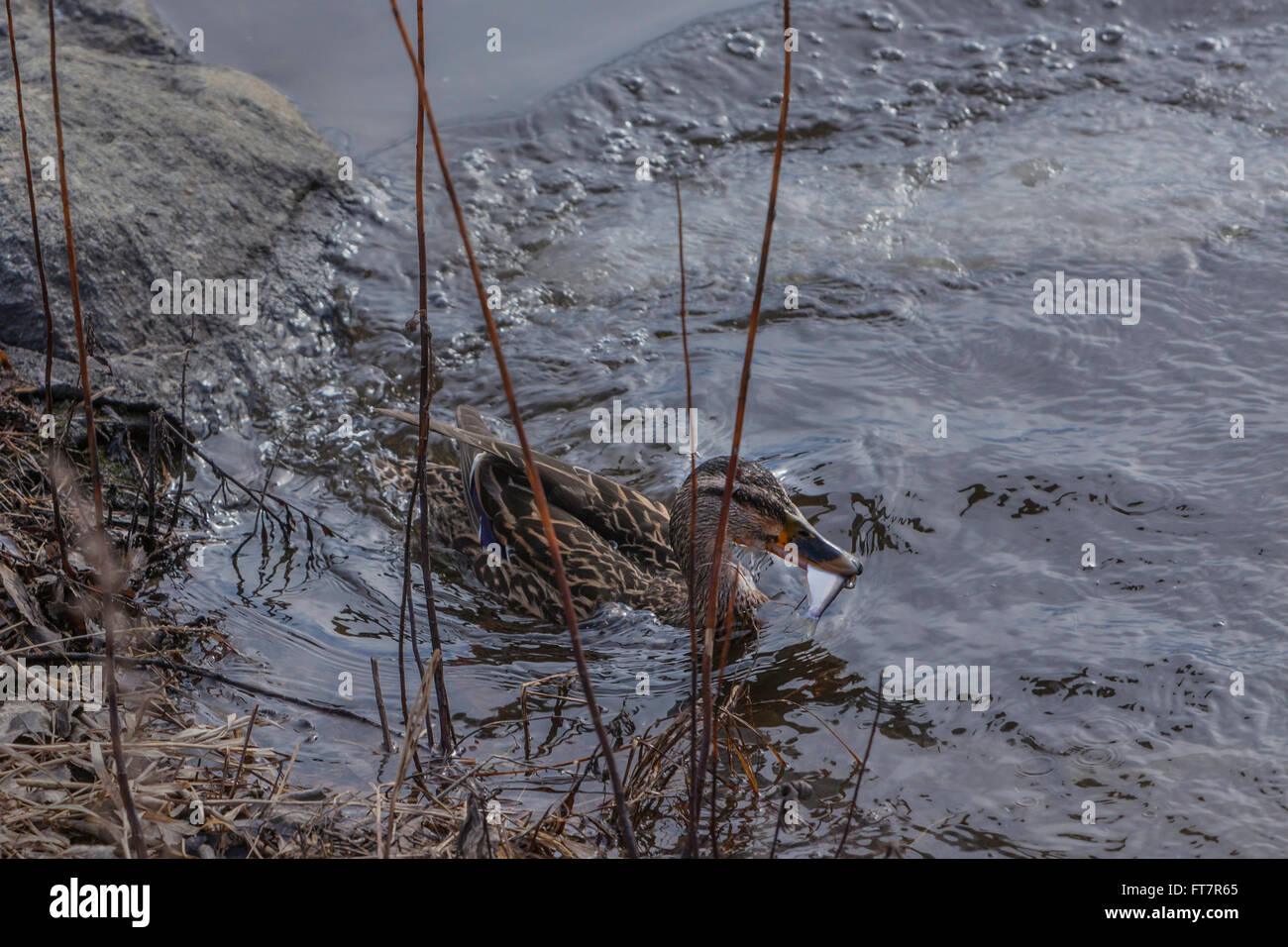 Canadian duck catching fish in the melting snow and ice Stock Photo - Alamy