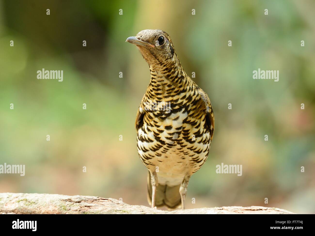 Zoothera aurea aurea hi-res stock photography and images - Alamy