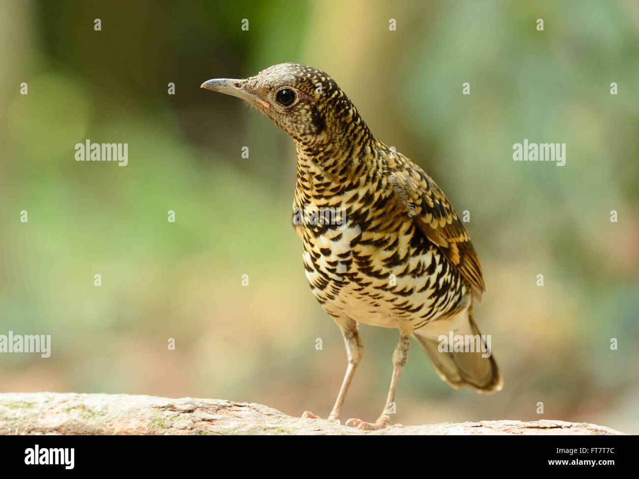 beautiful White's Thrush (Zoothera aurea) in Thai forest Stock Photo ...