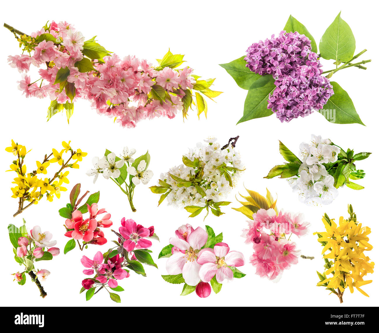 Japanese lilac tree hi-res stock photography and images - Alamy