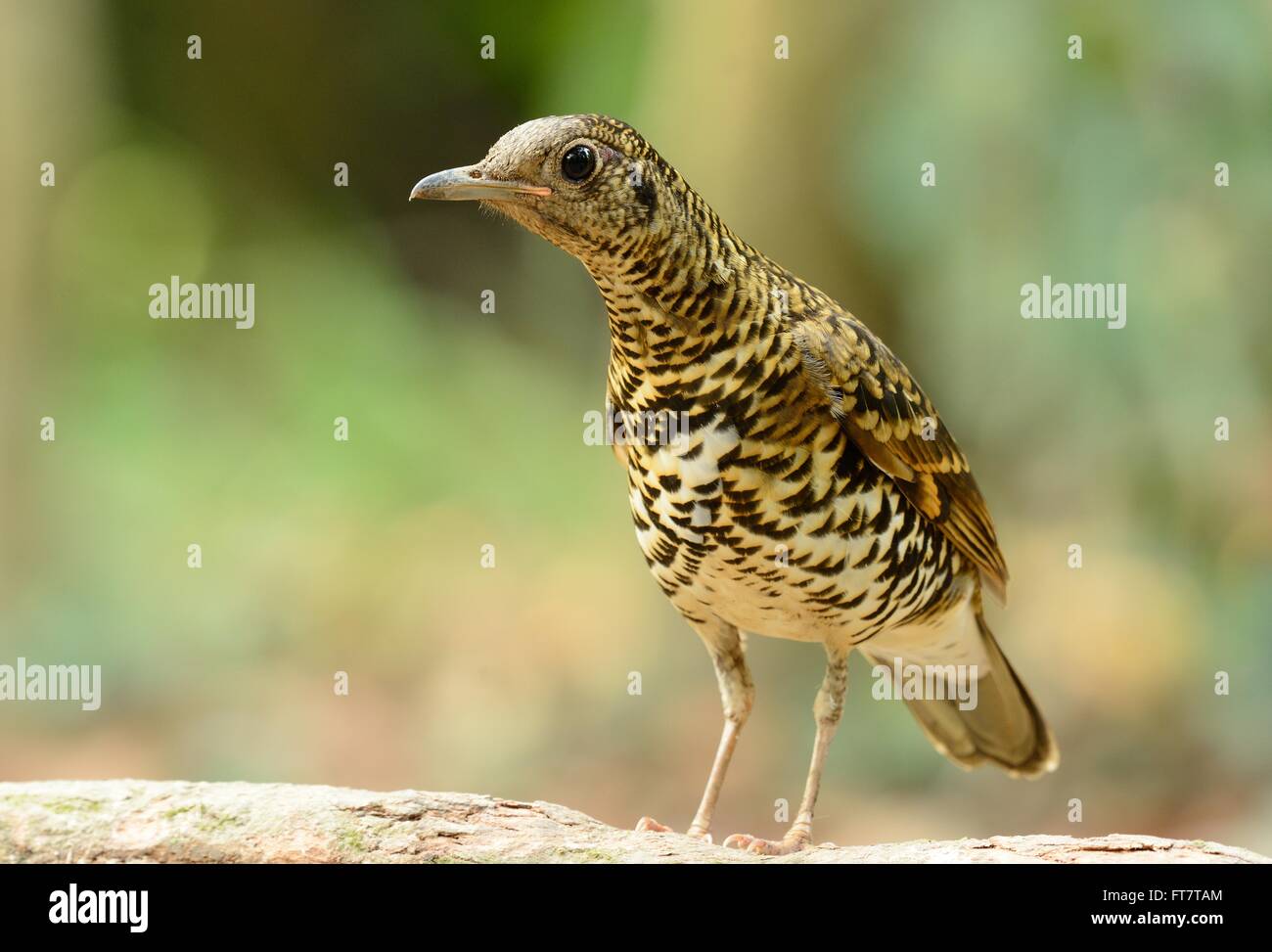 beautiful White's Thrush (Zoothera aurea) in Thai forest Stock Photo ...