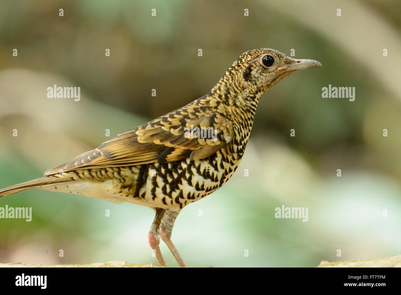 beautiful White's Thrush (Zoothera aurea) in Thai forest Stock Photo ...