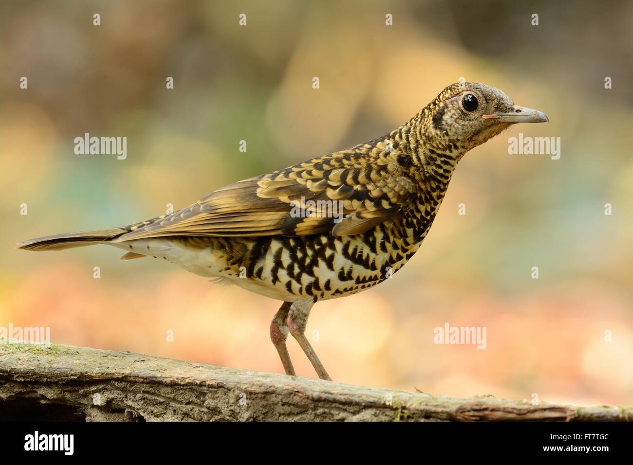 Zoothera aurea aurea hi-res stock photography and images - Alamy
