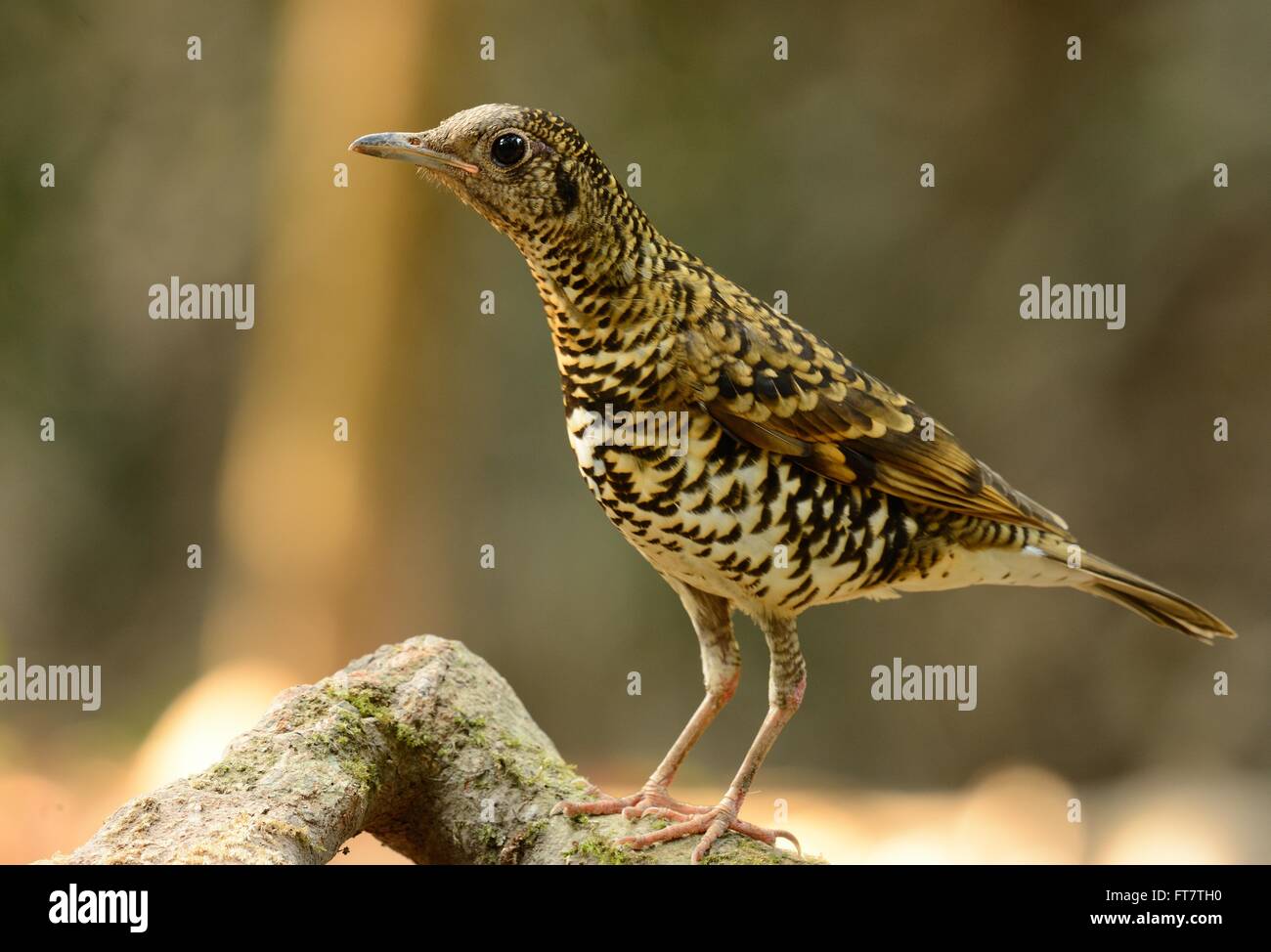beautiful White's Thrush (Zoothera aurea) in Thai forest Stock Photo ...