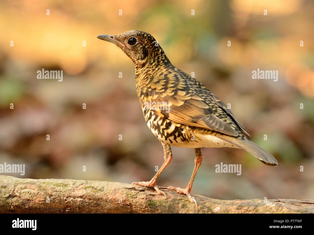 beautiful White's Thrush (Zoothera aurea) in Thai forest Stock Photo ...