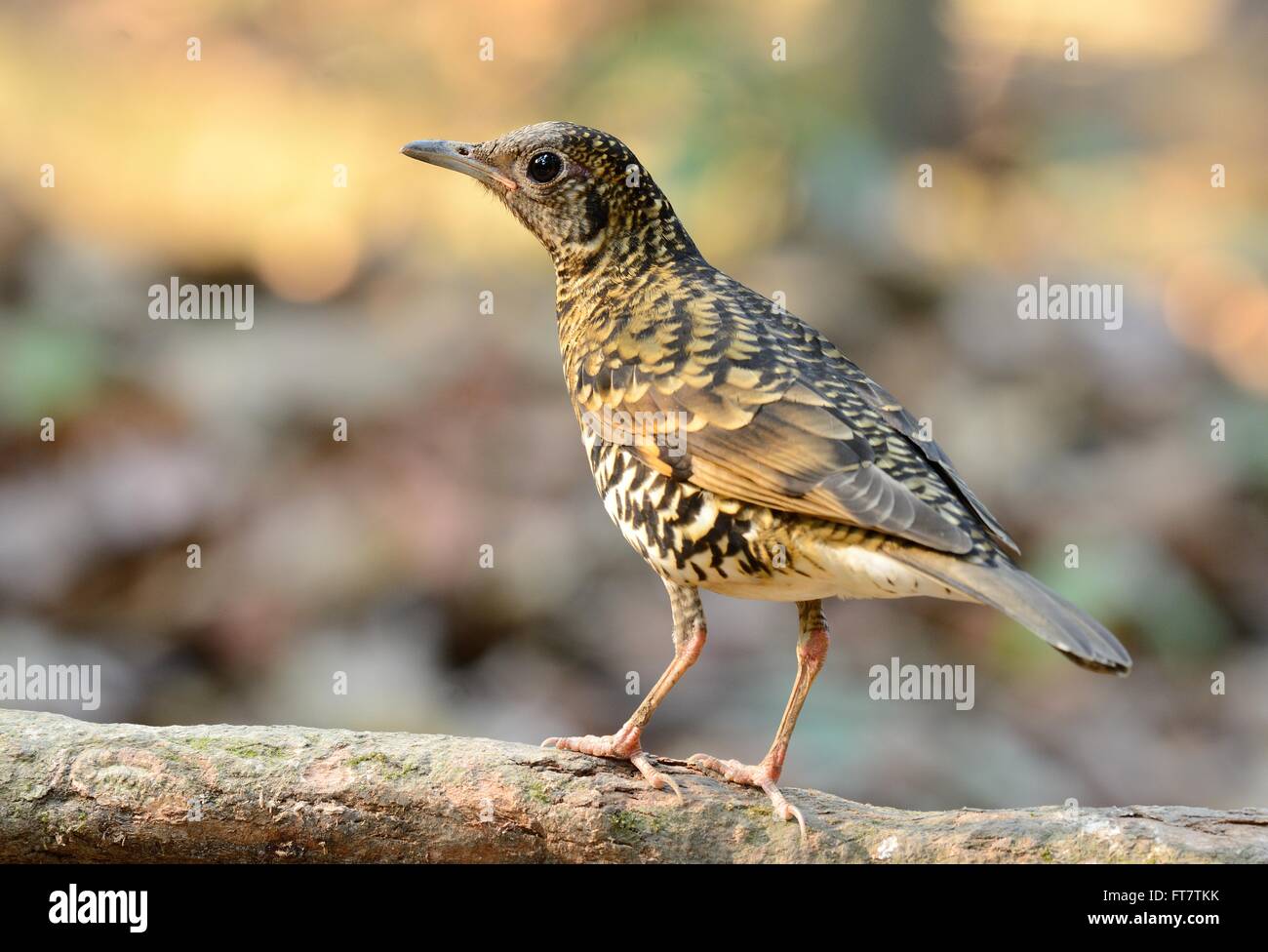 beautiful White's Thrush (Zoothera aurea) in Thai forest Stock Photo ...