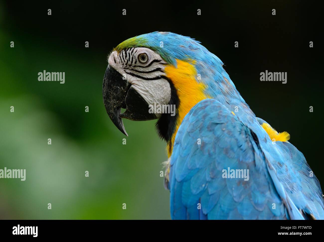 beautiful Blue-and-yellow Macaw (Ara ararauna), also known as the Blue-and-gold Macaw Stock ...
