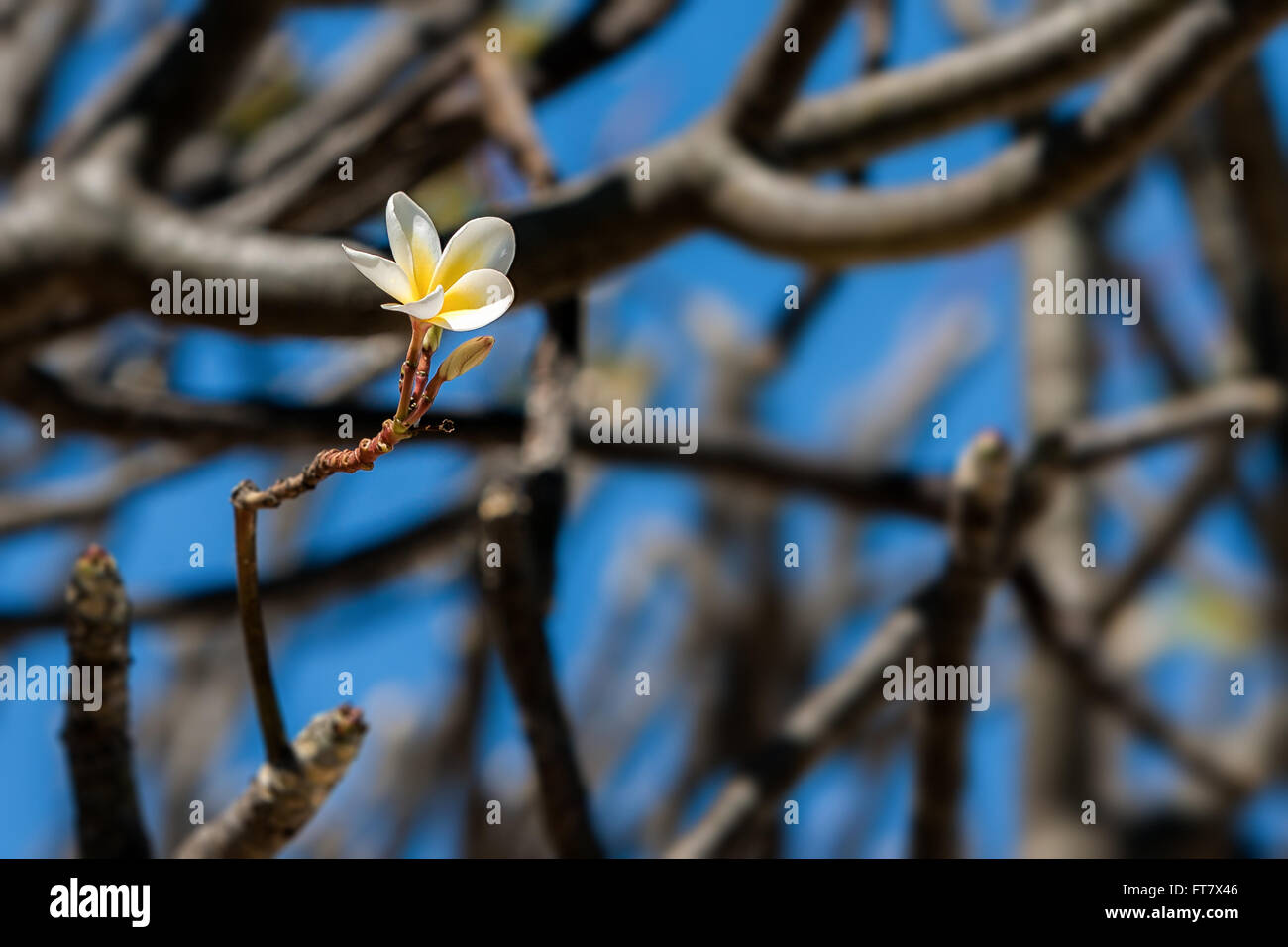 Single flower of Plumeria (Frangipani) on tree Stock Photo - Alamy